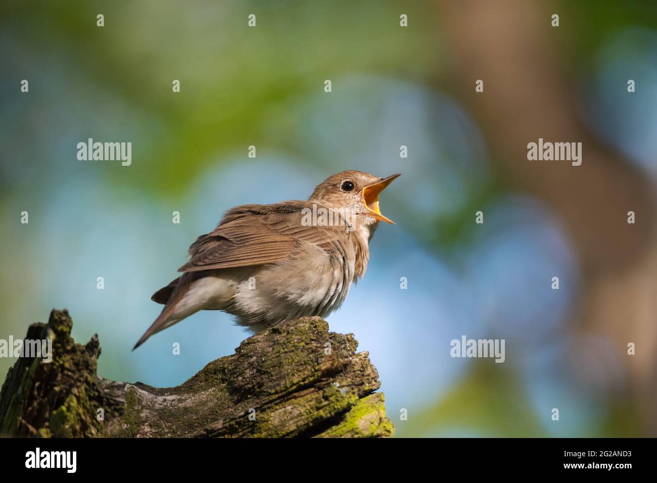 Single common nightingale bird (Luscinia megarhynchos) sitting on tree ...