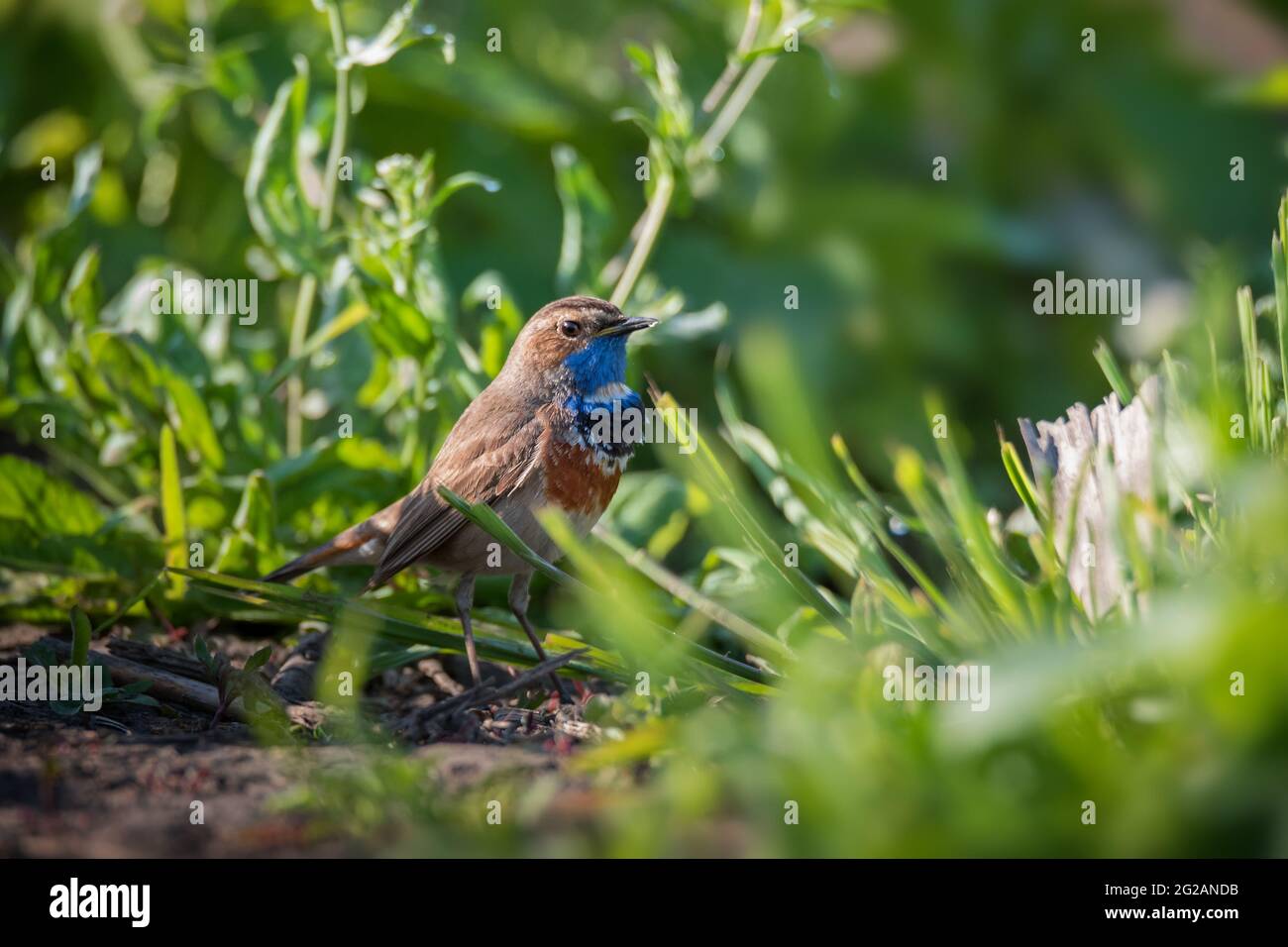Little bluethroat male songbird in bright spring green grass Stock ...