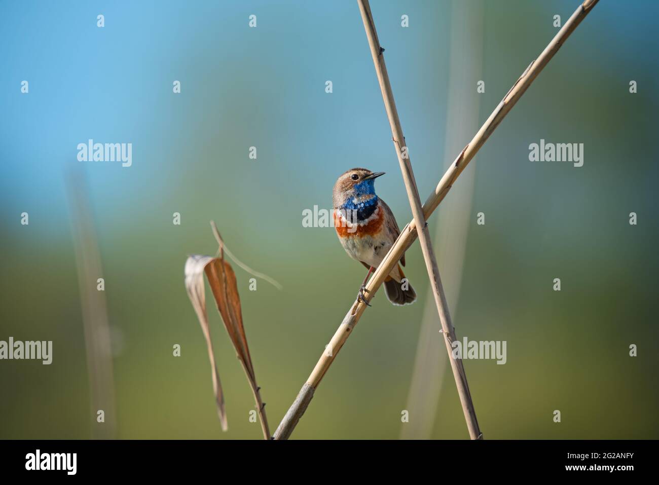 Little bluethroat male songbird in dry reeds on nature background Stock ...