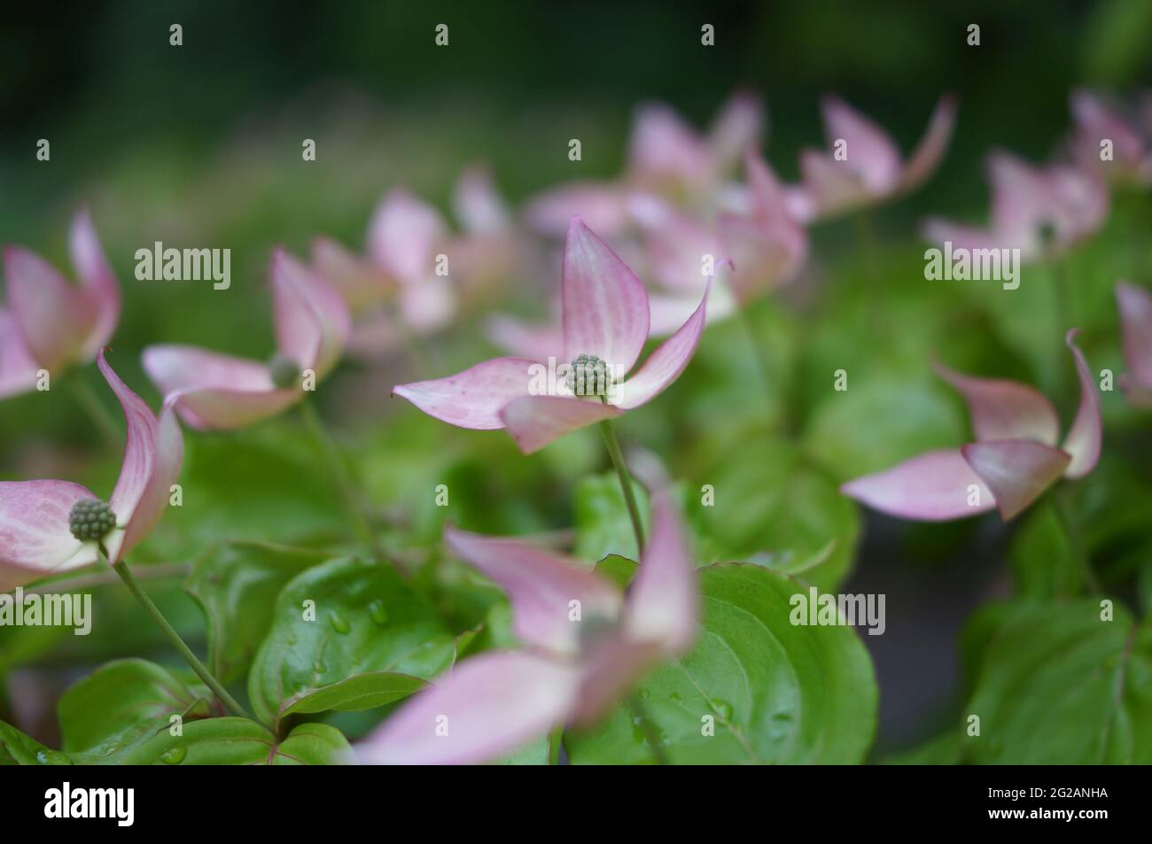 White ground cover plant hi-res stock photography and images - Alamy