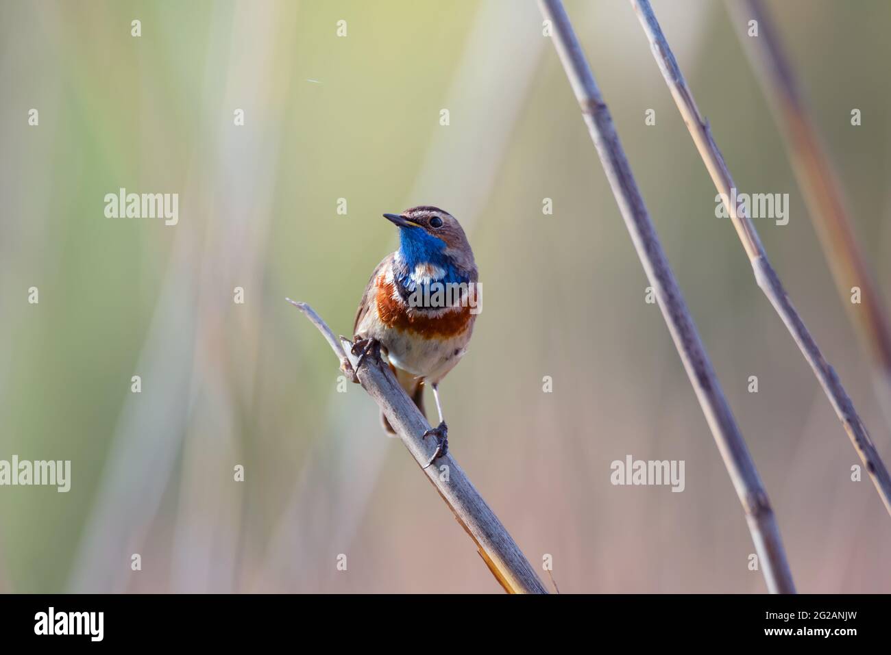Little bluethroat male songbird in dry reeds on nature background Stock ...