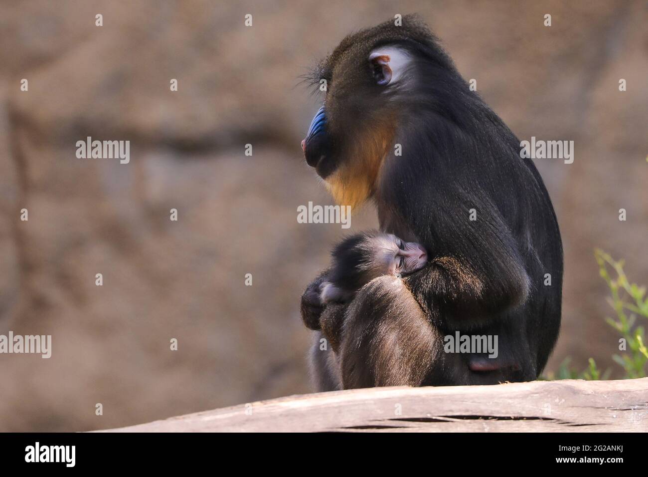 Female mandrill hi-res stock photography and images - Alamy