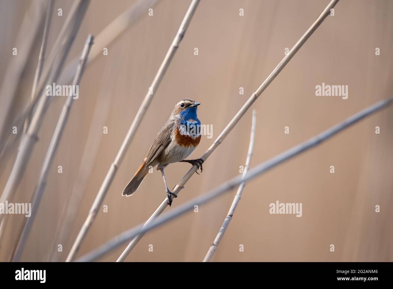 Little bluethroat male songbird in dry reeds on nature background Stock ...