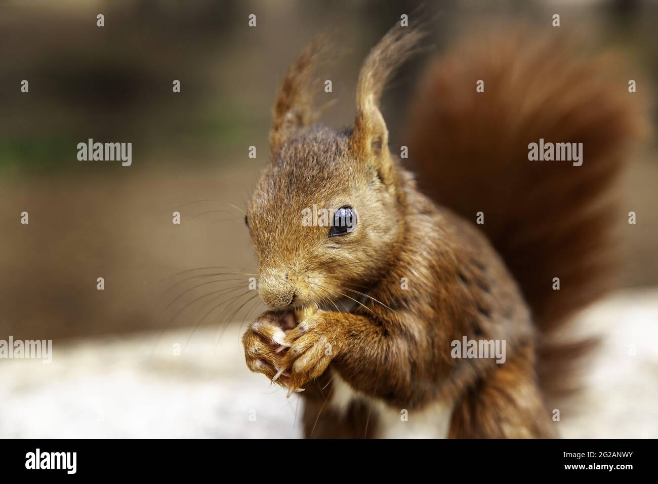 Squirrel eating nuts in forest, wild and free animals Stock Photo - Alamy