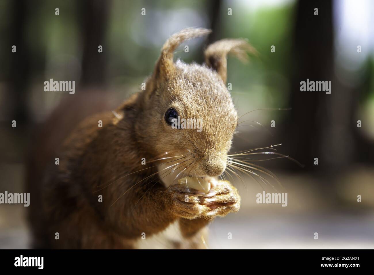 Squirrel eating nuts in forest, wild and free animals Stock Photo - Alamy
