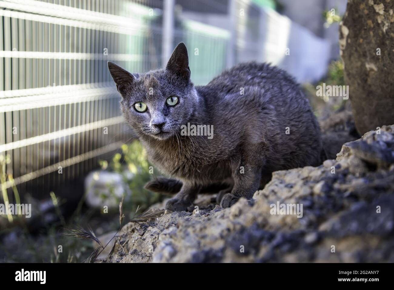 Gray stray cat, domestic animals and pets, mammals, burmese Stock Photo ...