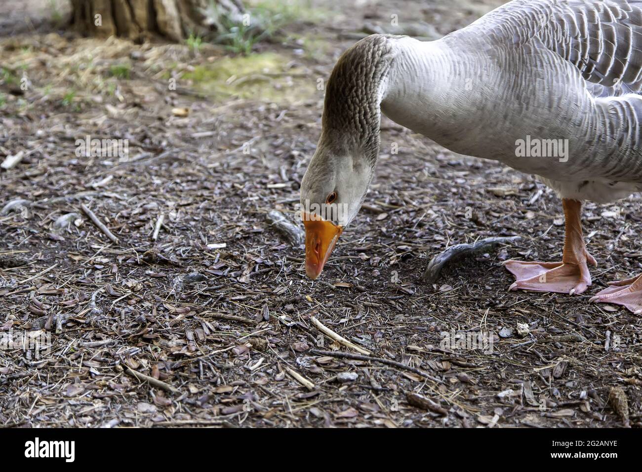 Wild goose walking in park, animals and birds, farm Stock Photo - Alamy