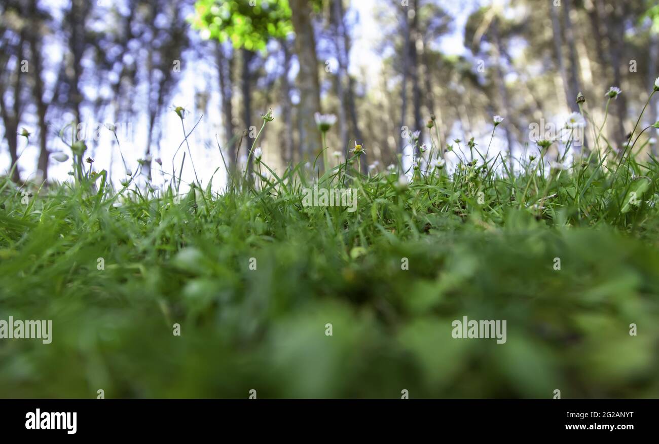 Detail of wild flowers in nature, spring botanical garden Stock Photo ...