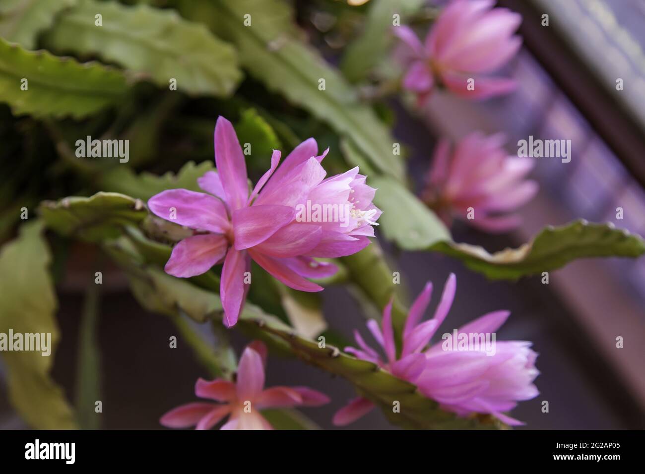 Exotic tropical cactus with spikes, plants and flowers Stock Photo - Alamy