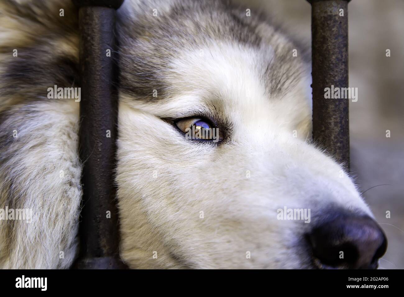 Detail of domestic dog tied up in the street Stock Photo - Alamy