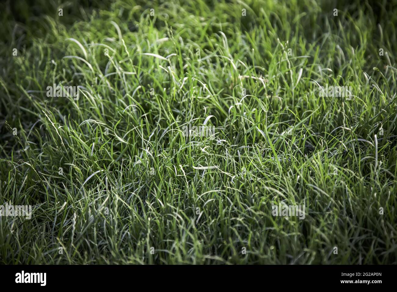 Natural grass in garden, details of nature, environment, landscape ...