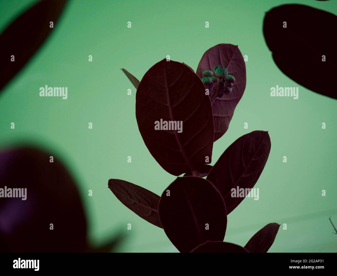 Long leaves plant closeup on center purple color grading with sky ...