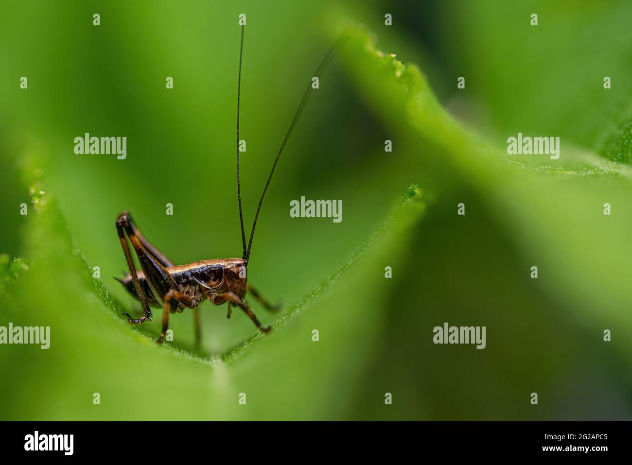 Close-up macro shot of tiny grasshopper on a green leaf. Isolated on ...