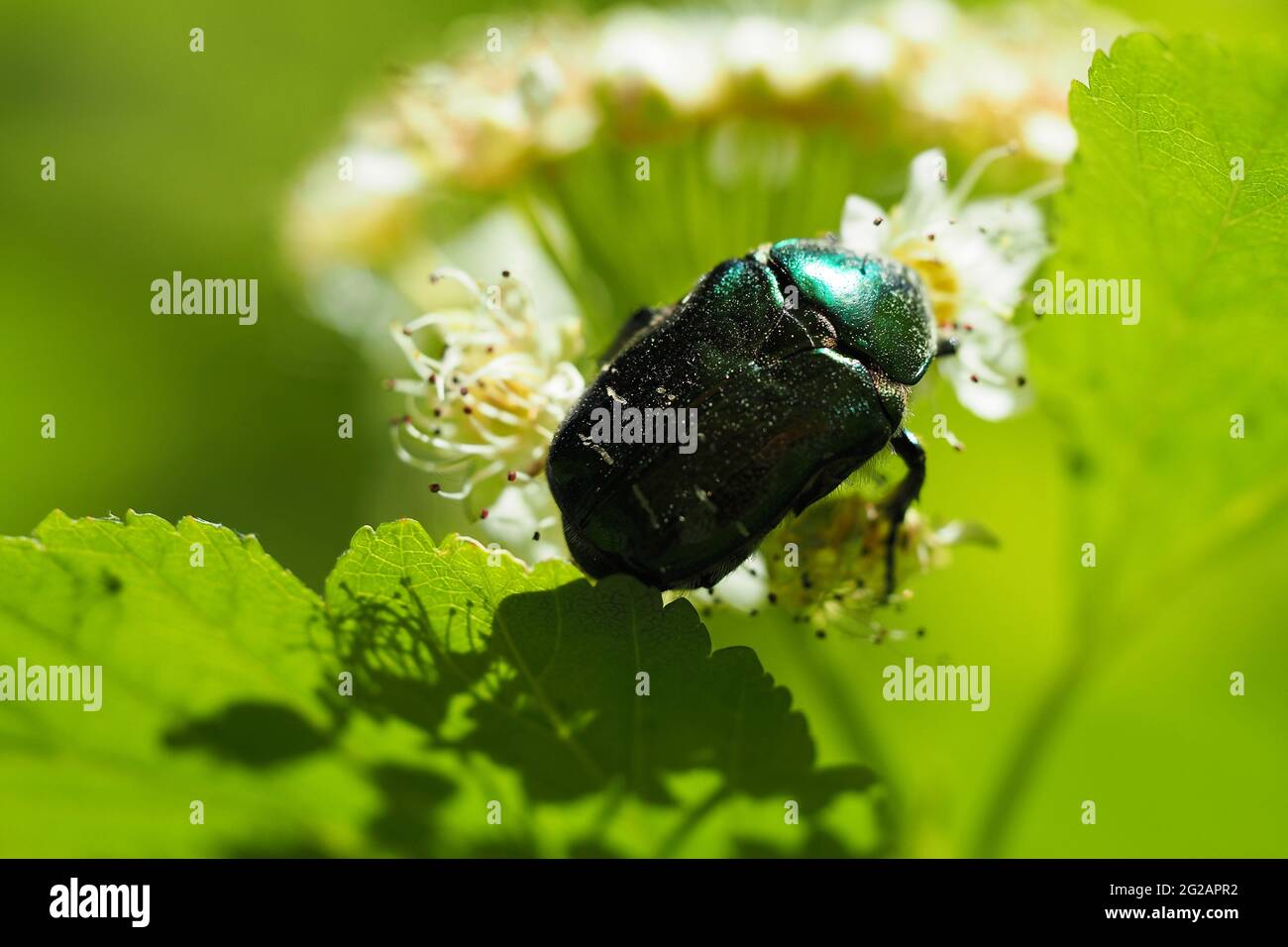 Big beetle hi-res stock photography and images - Alamy