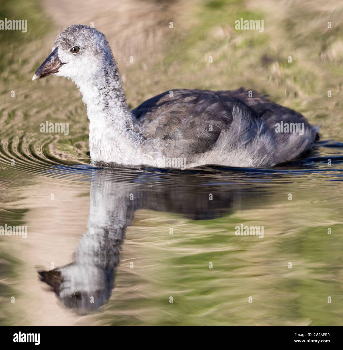 American Coot juvenile swimming in a lake Stock Photo - Alamy