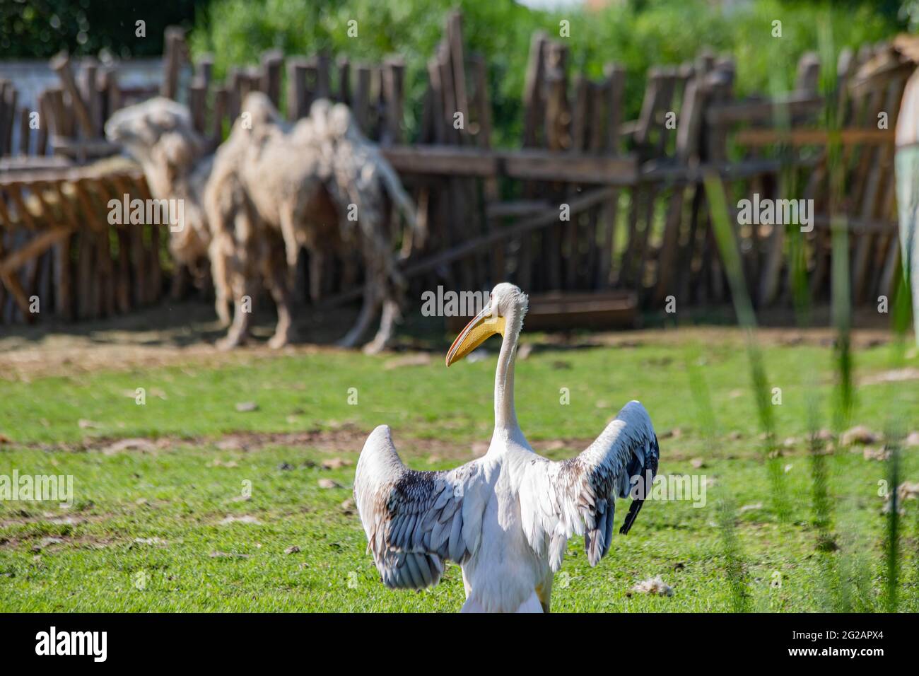 pelican spread its wings against the background of a camel Stock Photo ...