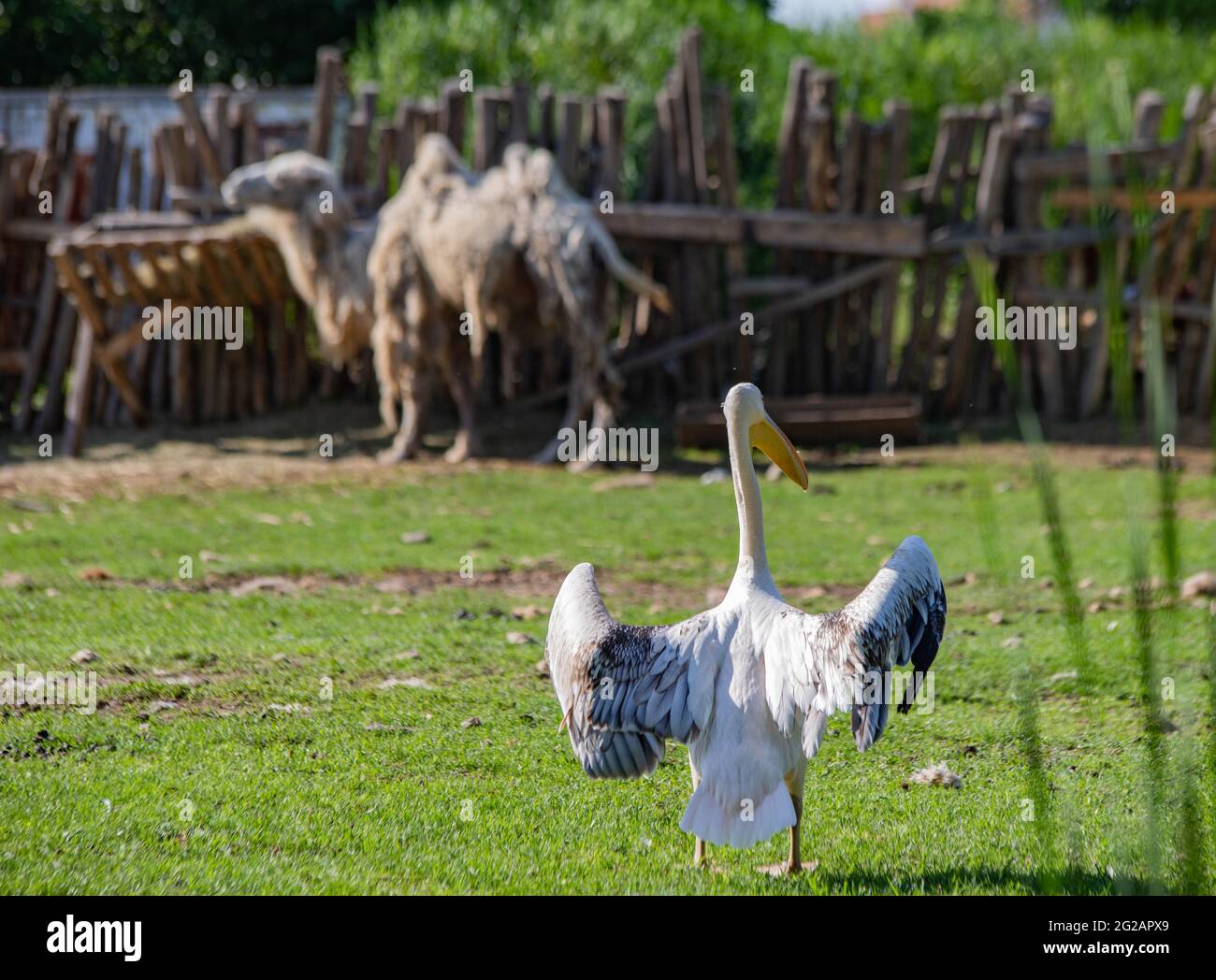 pelican spread its wings against the background of a camel Stock Photo ...