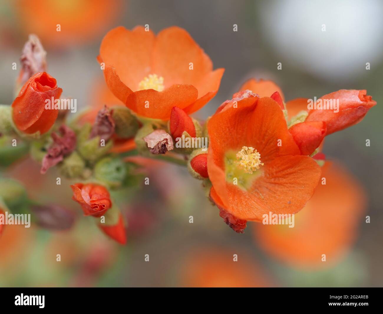 Central Washington Wildflowers High Resolution Stock Photography and ...