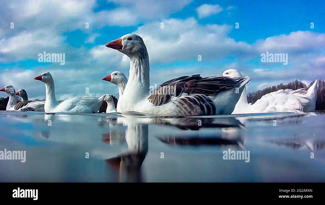 Ducks and geese floating on the surface of the lake Stock Photo - Alamy