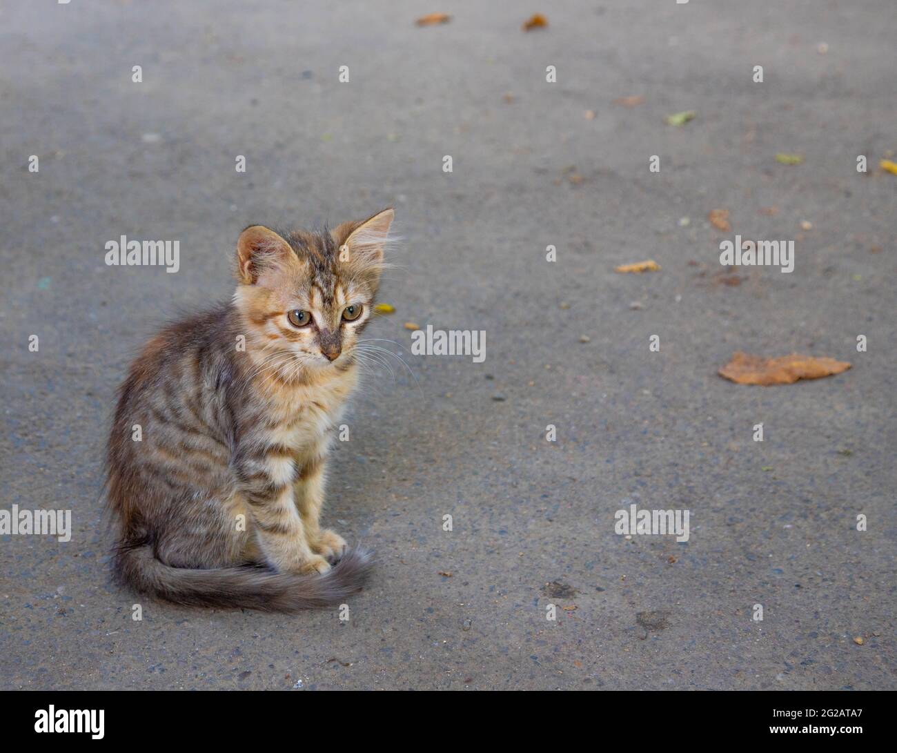 Adorable small brown stray hi-res stock photography and images - Alamy