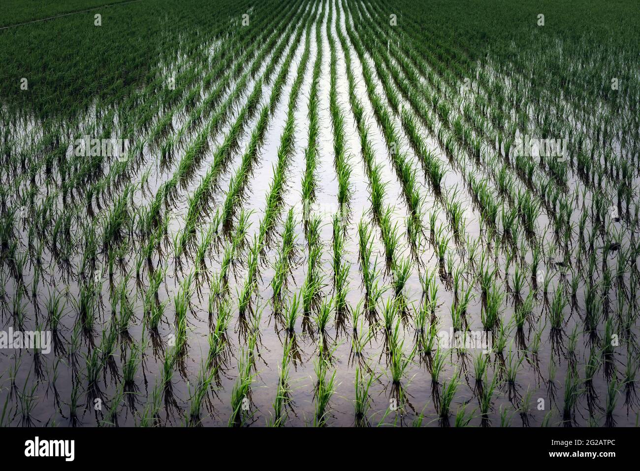 The rows of a rice field near Koemon in the Saitama Prefecture of Japan ...