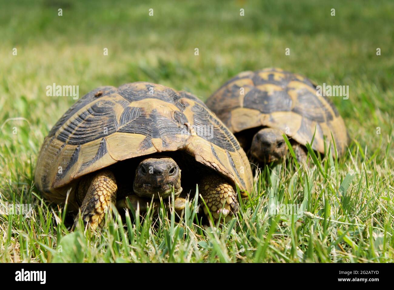 Tiny turtles hi-res stock photography and images - Alamy