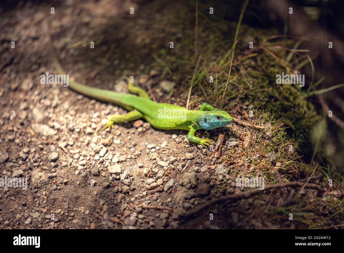 Tongue of a frog hi-res stock photography and images - Alamy