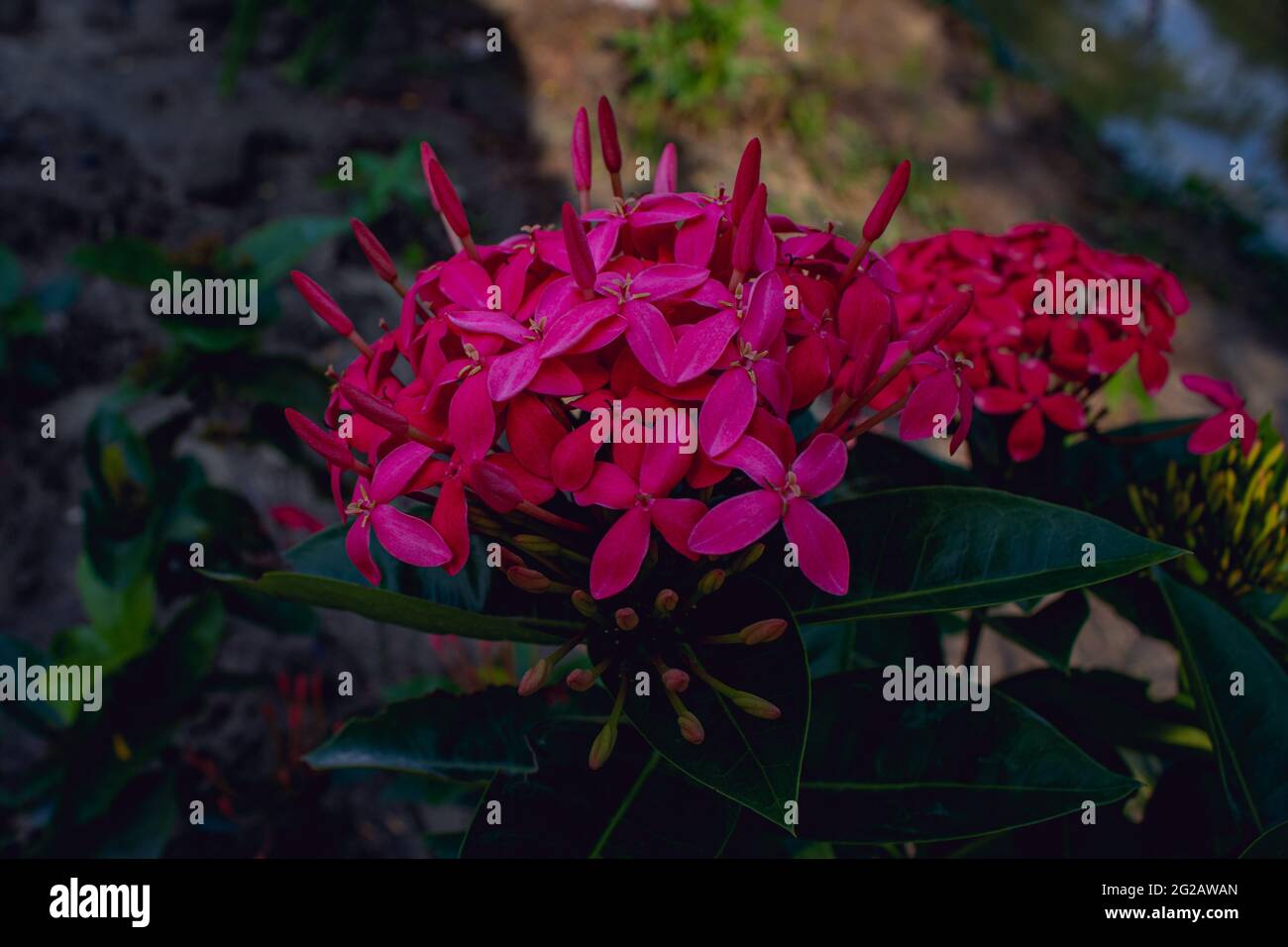 A bunch of new drops of pink spike flowers with green leaves in tree ...
