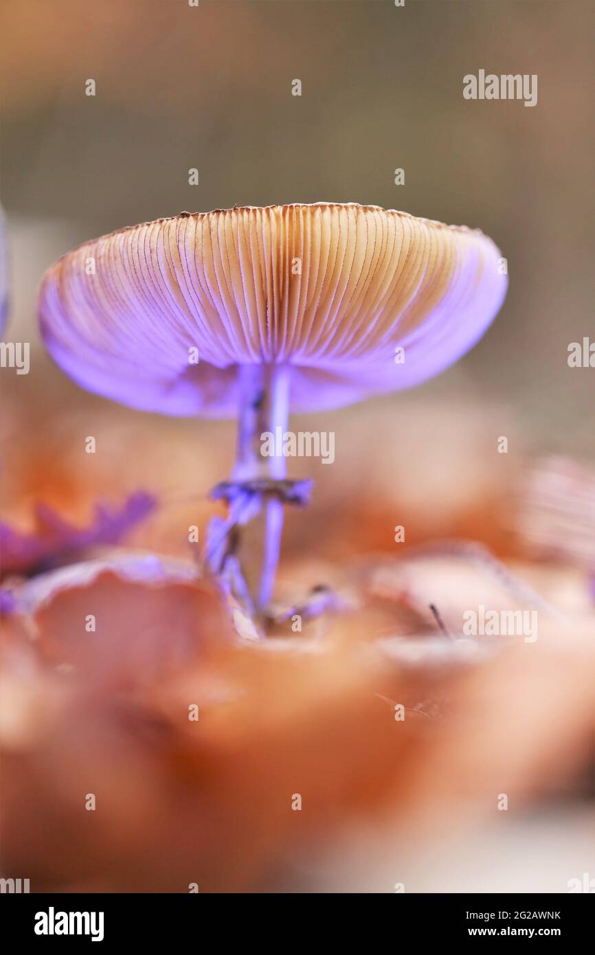 Purple mushroom hi-res stock photography and images - Alamy