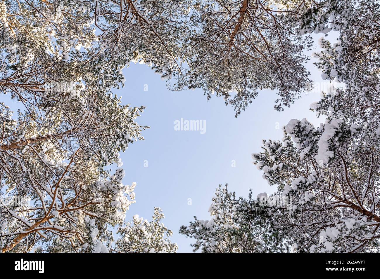 Pine forest in winter (Poland Stock Photo - Alamy