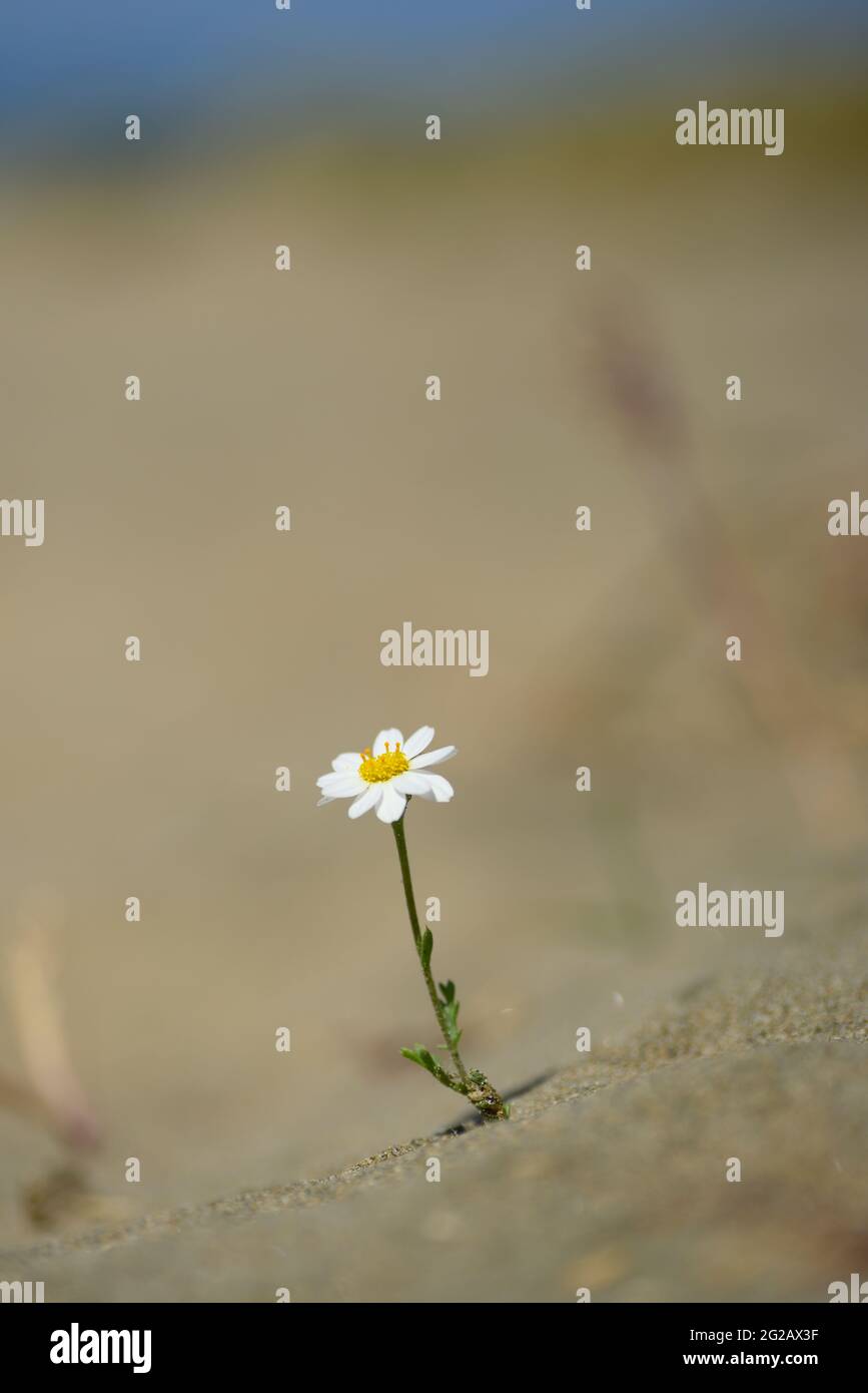 Daisy flower blooming on a sand desert Stock Photo - Alamy