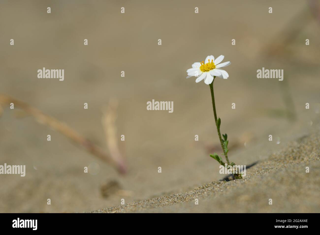 Daisy flower blooming on a sand desert Stock Photo - Alamy