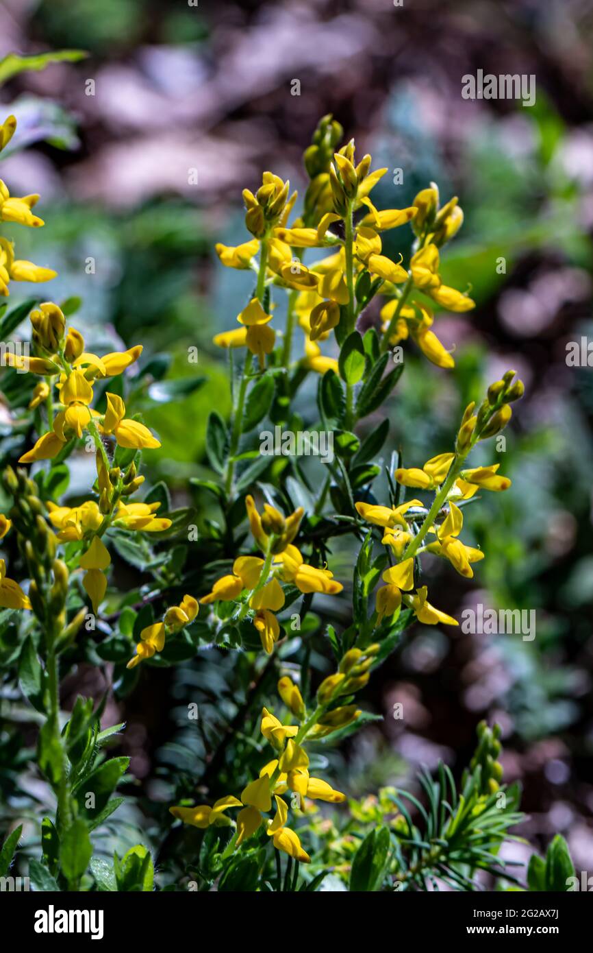 Genista tinctoria growing in the forest, close up Stock Photo - Alamy