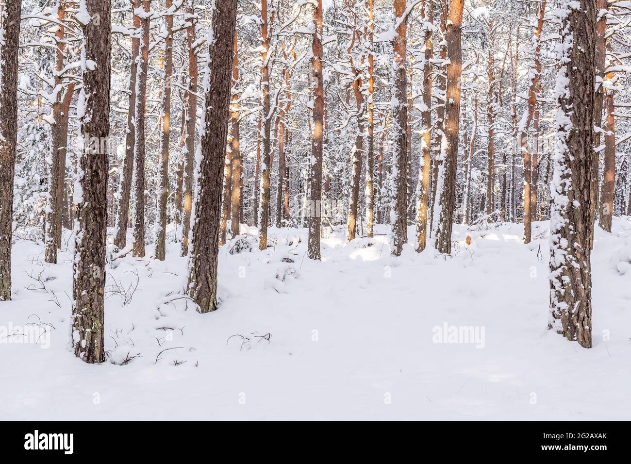Pine forest snow poland hi-res stock photography and images - Alamy
