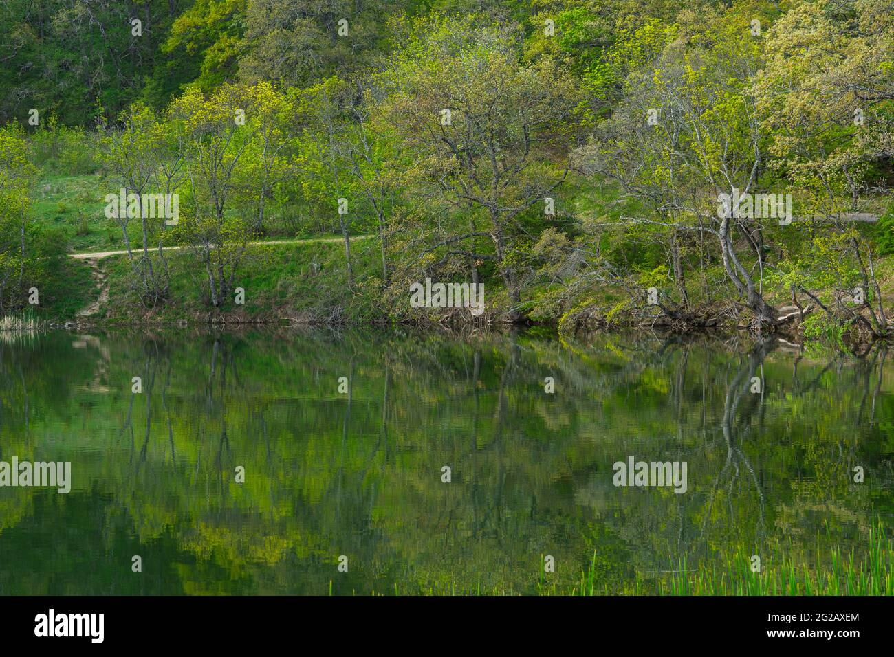 Summer forest with a clear transparent lake and reflections ...