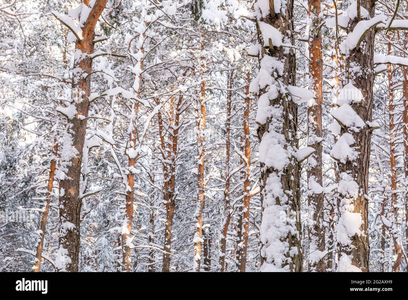 Pine forest in winter (Poland Stock Photo - Alamy