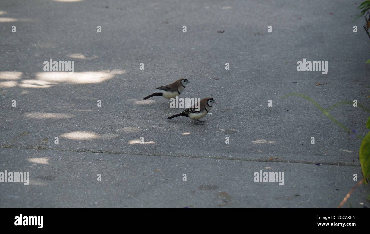 High angle shot of two sparrows perched on the concrete ground Stock ...