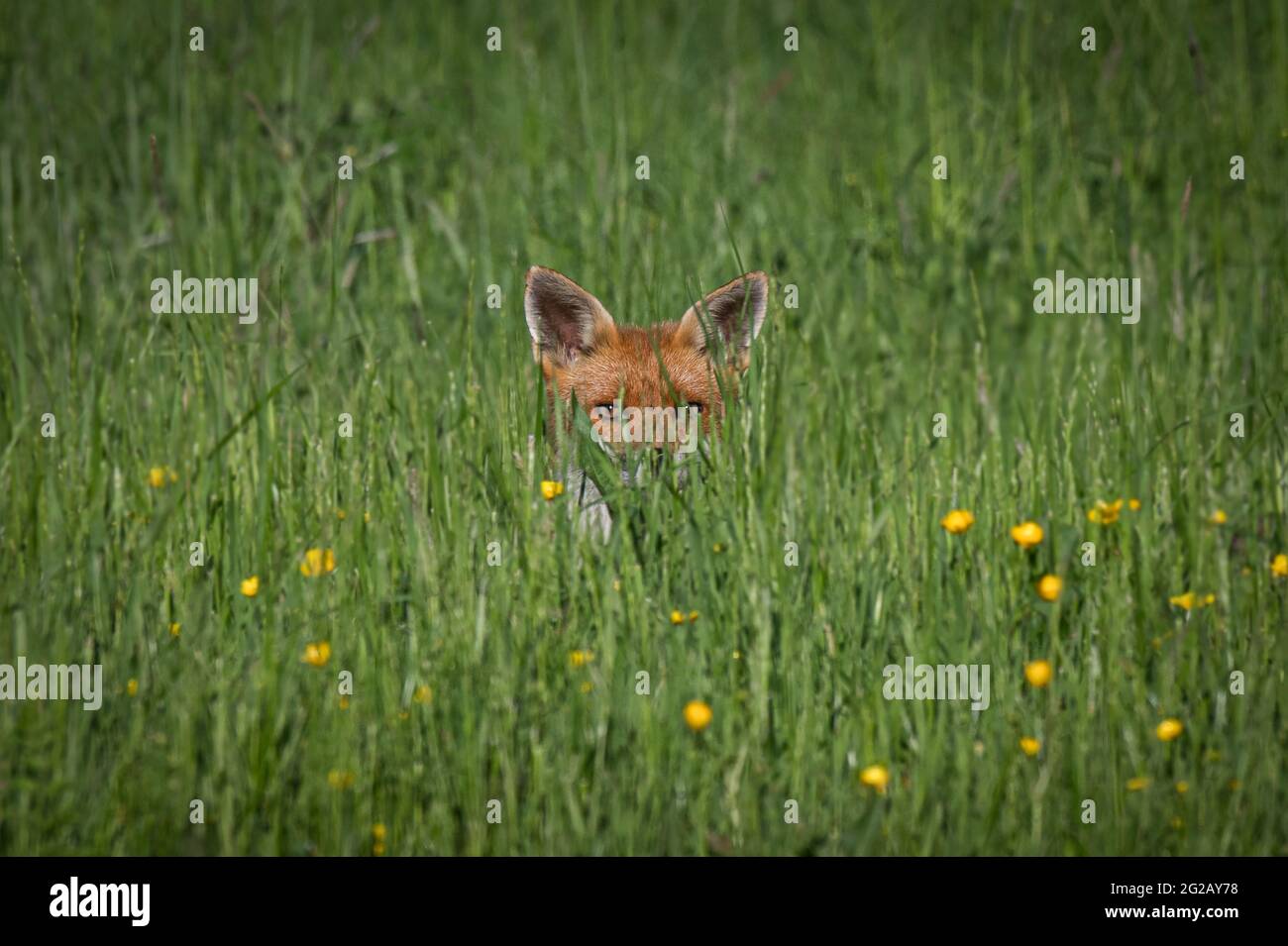 A young fox lying in the grass with its ears and eyes showing staring ...