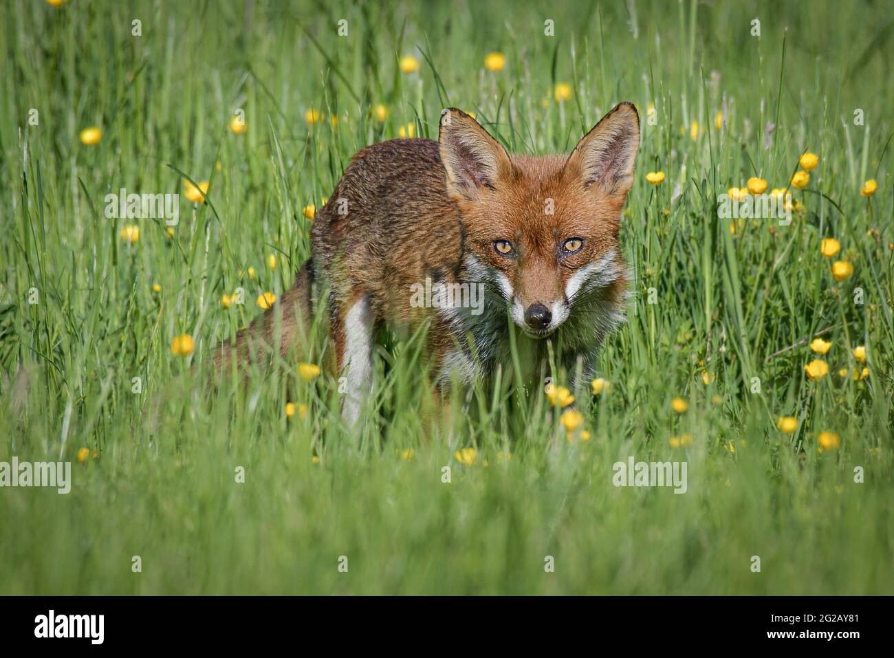 Fox standing hi-res stock photography and images - Alamy