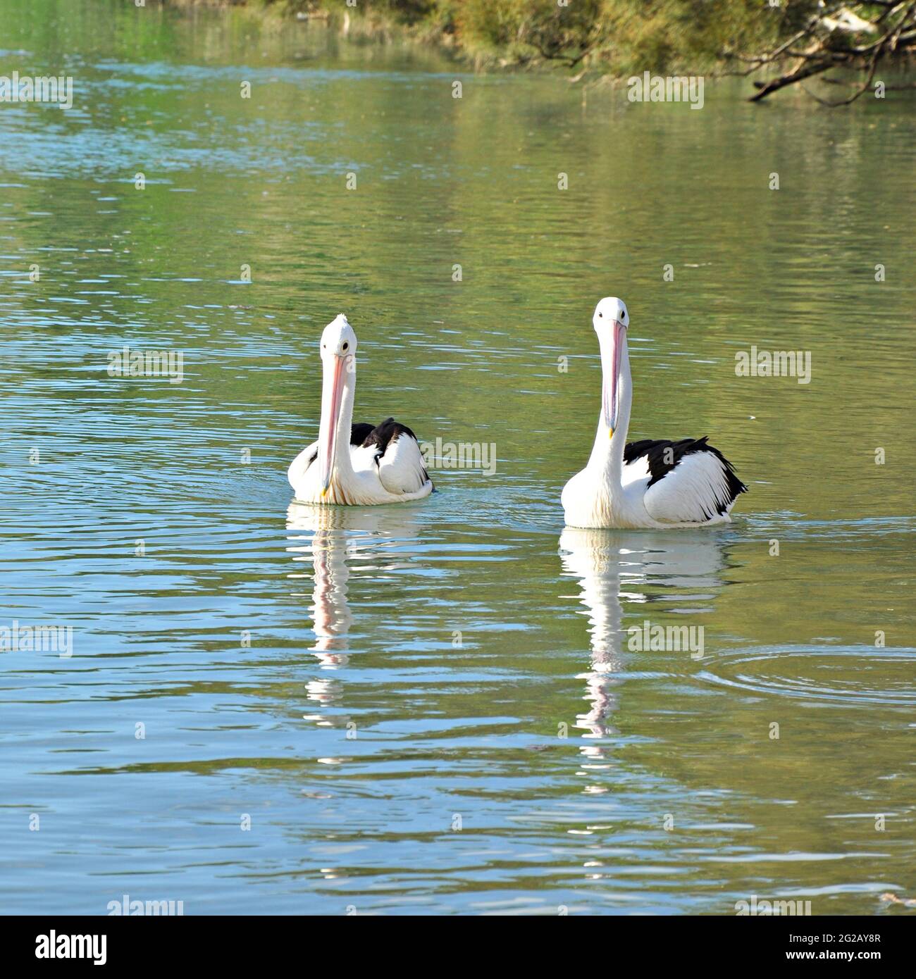 Beautiful australian water birds hi-res stock photography and images ...