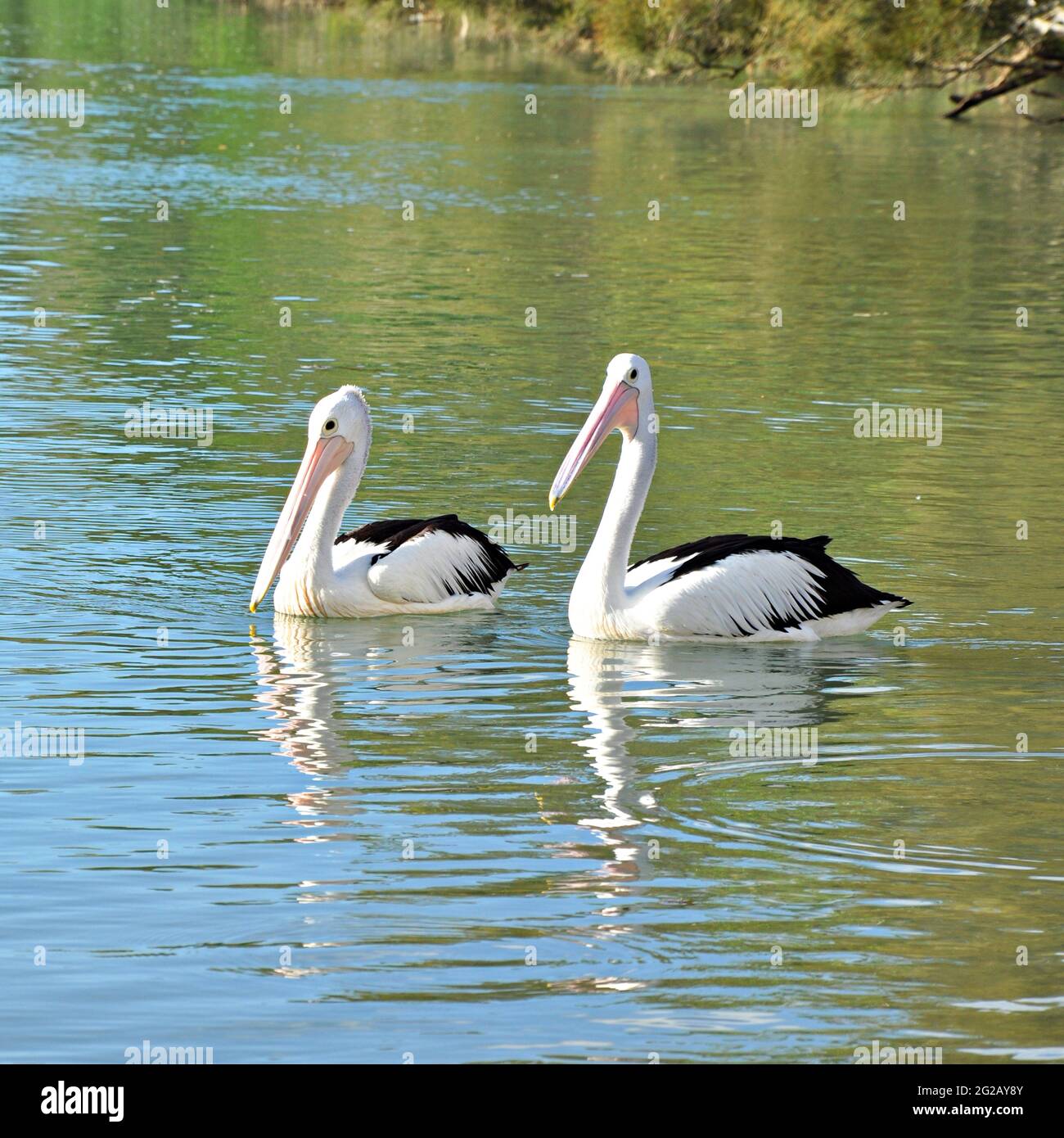 Australian pelican swim hi-res stock photography and images - Alamy
