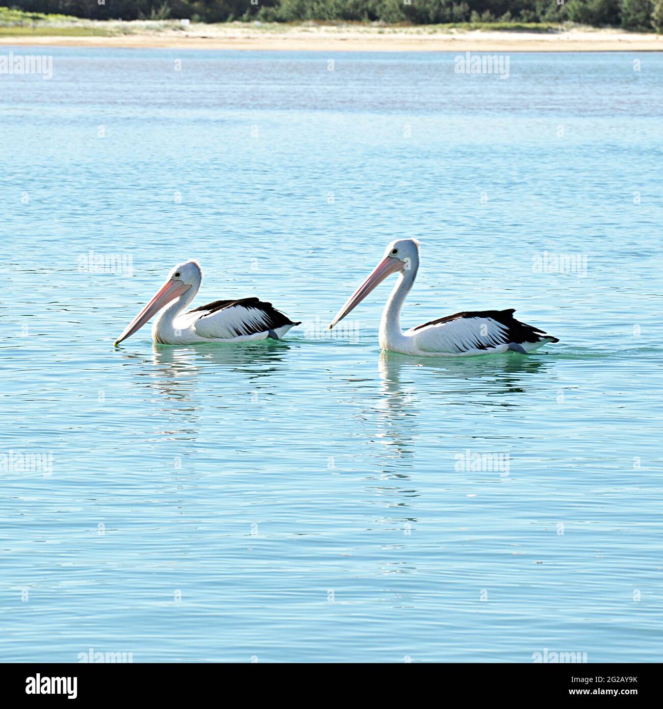 Two Australian Pelicans on the water Stock Photo - Alamy