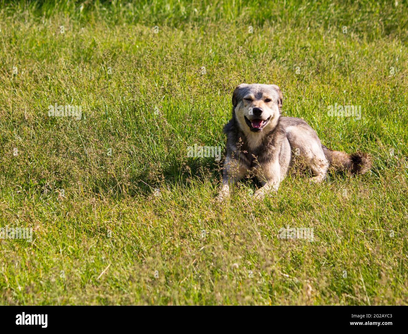 Smiley dog hi-res stock photography and images - Alamy