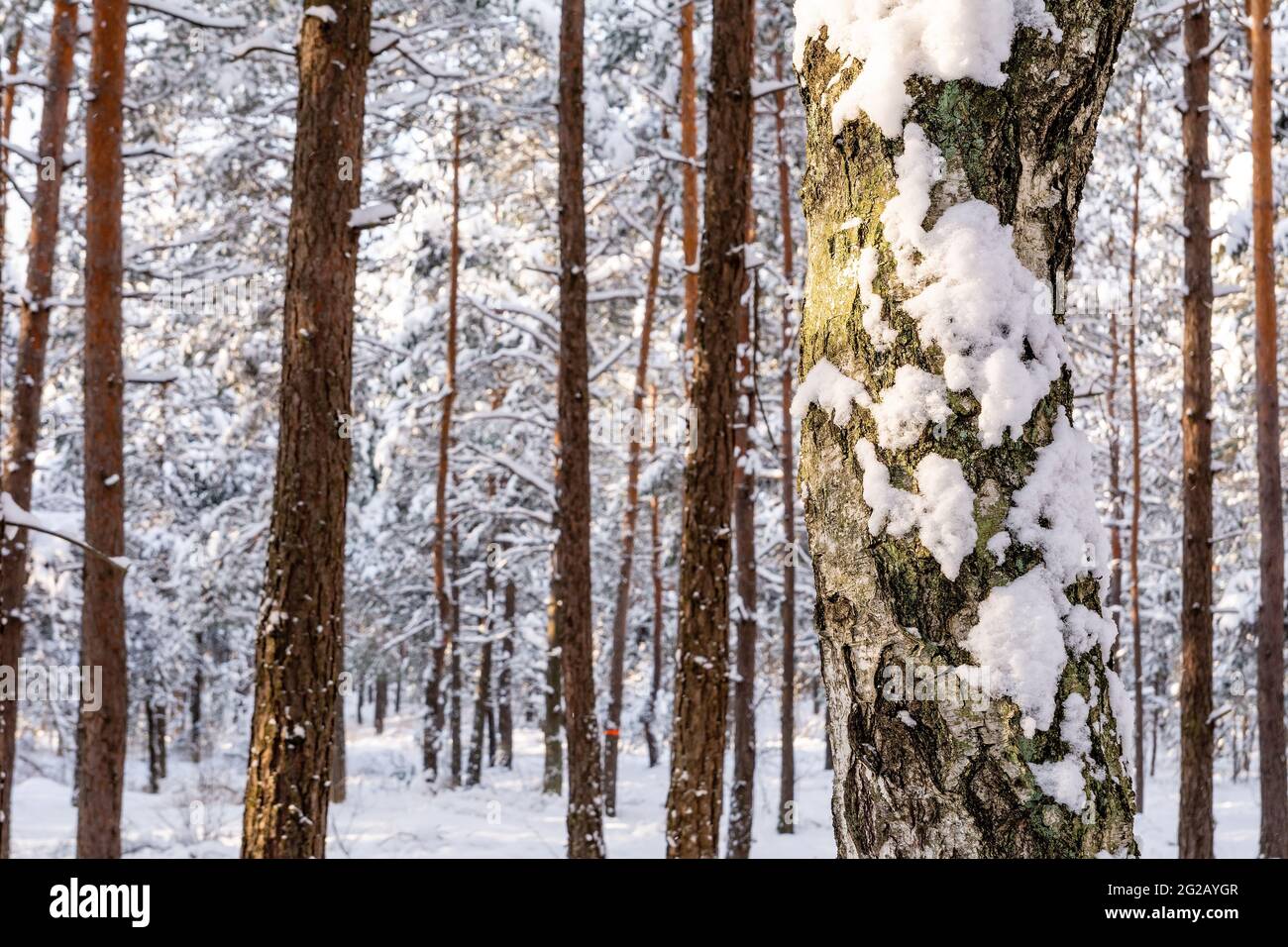 Poland winter forest hi-res stock photography and images - Alamy