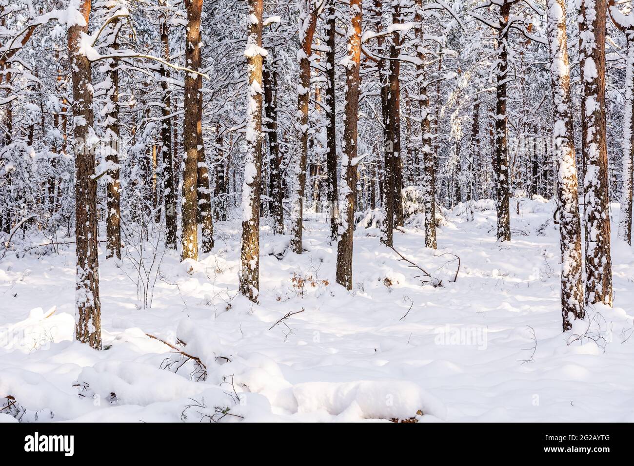 Poland pine tree forest hi-res stock photography and images - Alamy