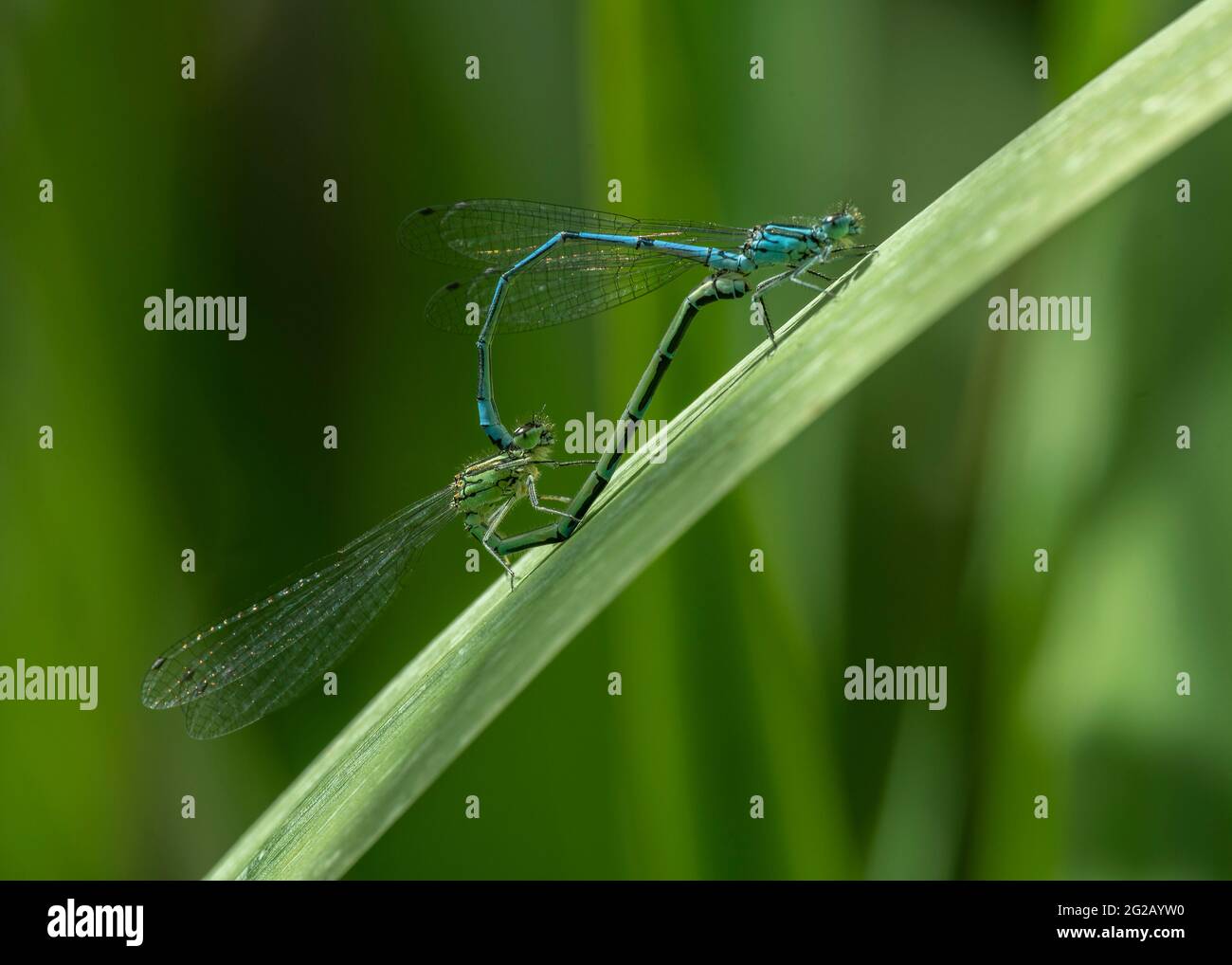 Photograph Of Damselflies Mating High Resolution Stock Photography and ...