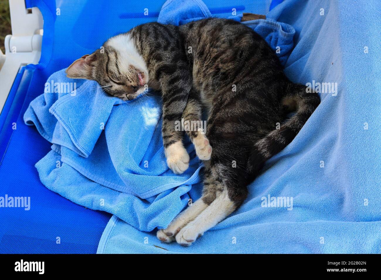 Sleeping cat in funny pose Stock Photo - Alamy