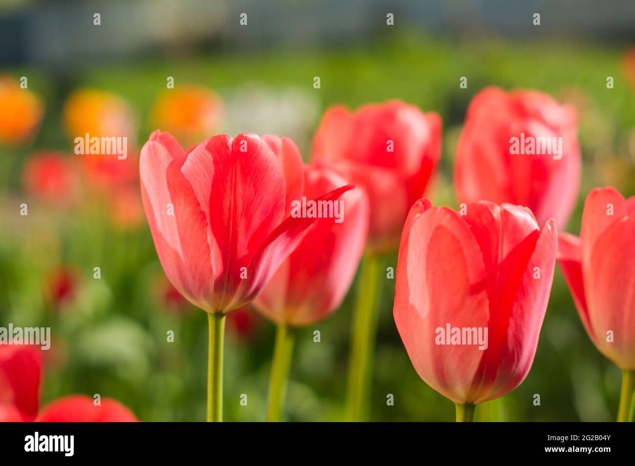 A bright red tulip flower background. spring or love concept Stock ...