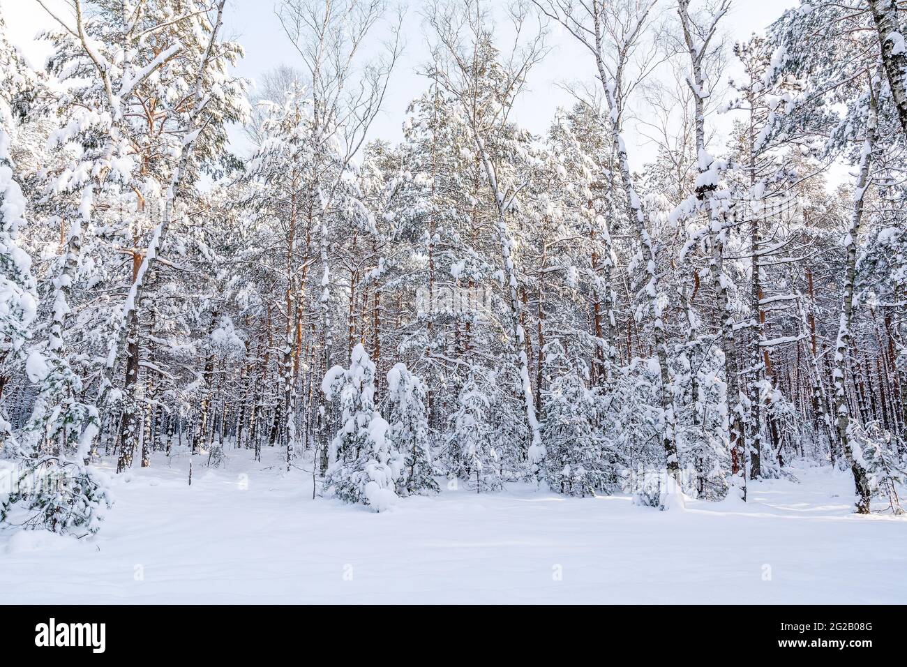 Pine forest in winter (Poland Stock Photo - Alamy
