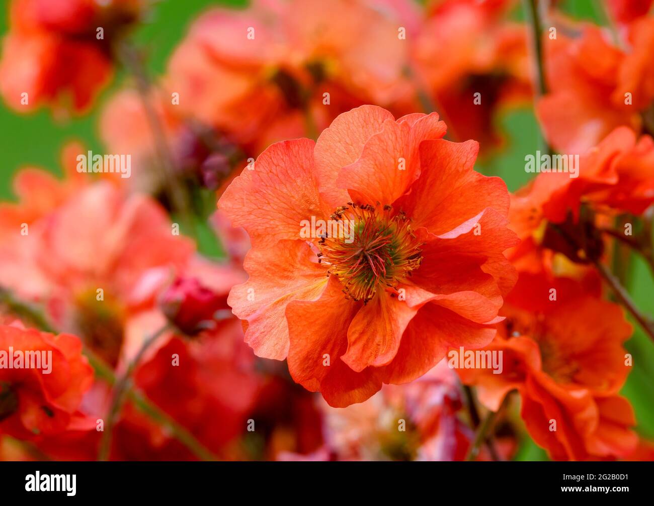 Flowers by species hi-res stock photography and images - Alamy